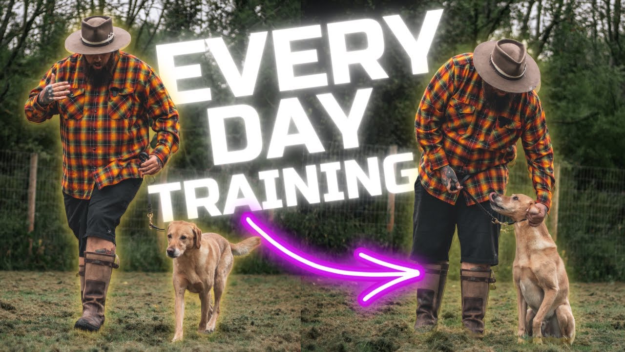 3 Dog Training Tips You Should Do Every Day With Your Dog - YouTube