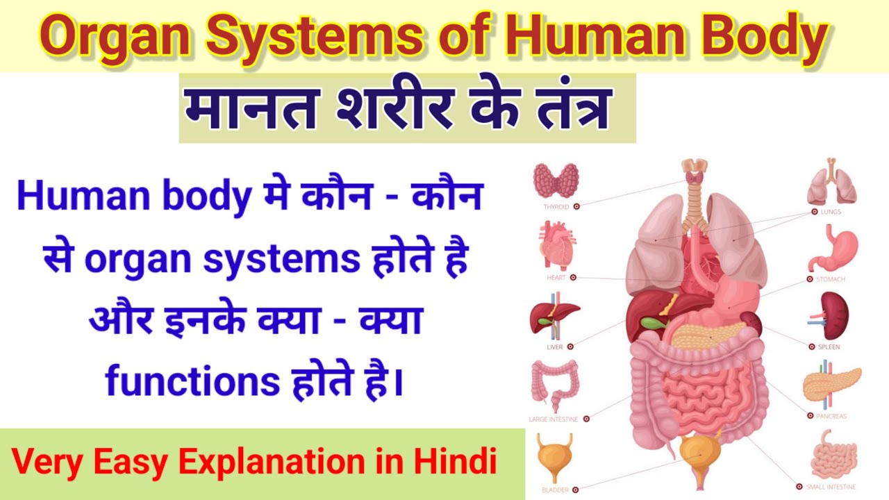 Organ Systems of the Human Body #functions # मानव शरीर के तंत्र # In ...