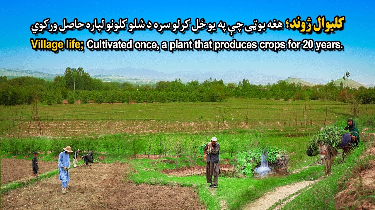 Village life: Cultivated once, a plant that produces crops for 20 years ...