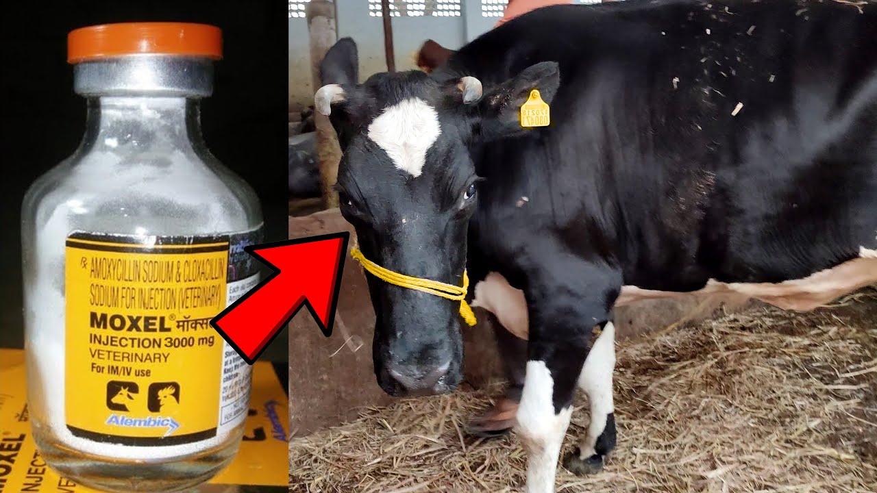 Cow Video | Moxel Injection 3000 Mg | Best Medicine For Udder & Teats ...