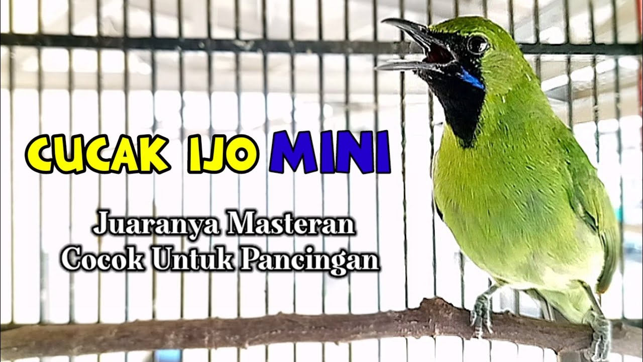 Pancingan Cucak Ijo Mini Malas Bunyi Agar Cepat Bunyi Gacor - YouTube