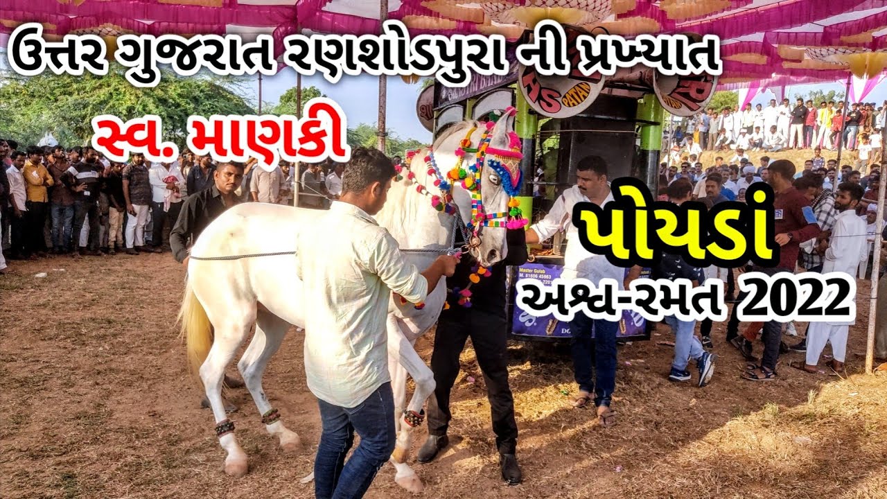 poyda horse dance 2022 સ્વ. માણકી ઘોડી રણશોડપૂરા #horsedance2022 - YouTube