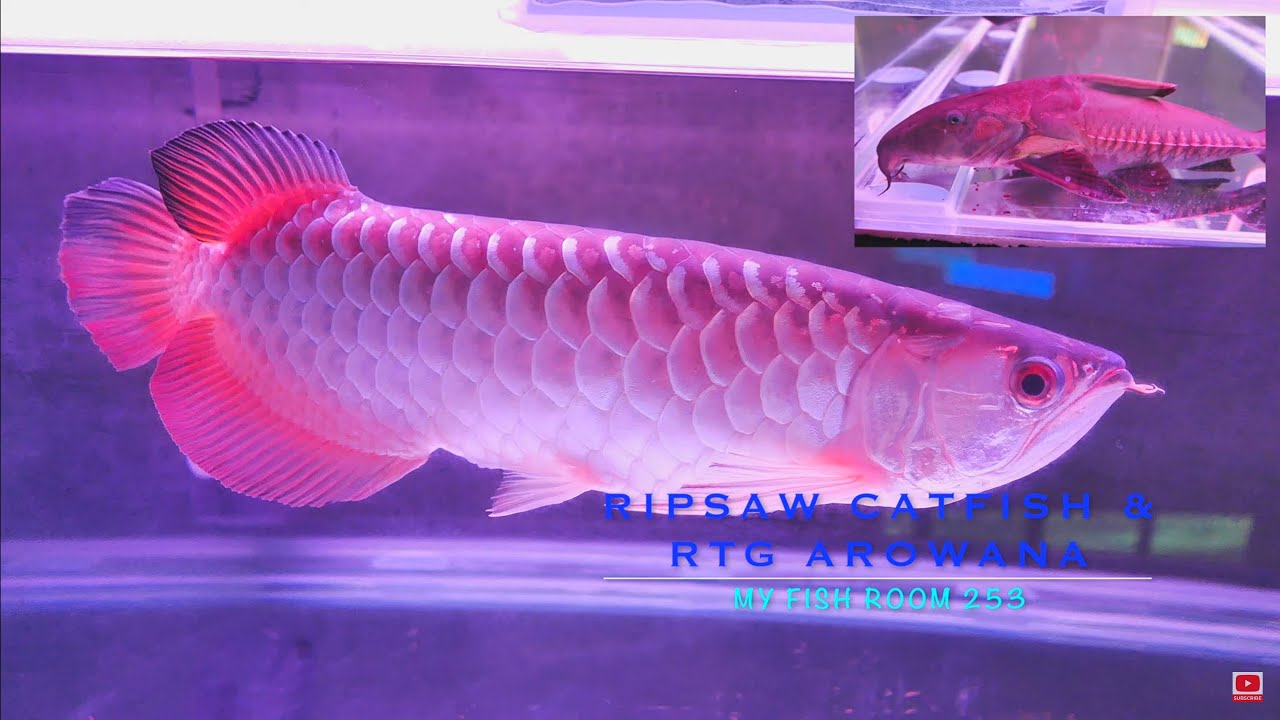 7 Year Old RTG (Red Tail Golden) Arowana & Catfish Tank #f253 - YouTube
