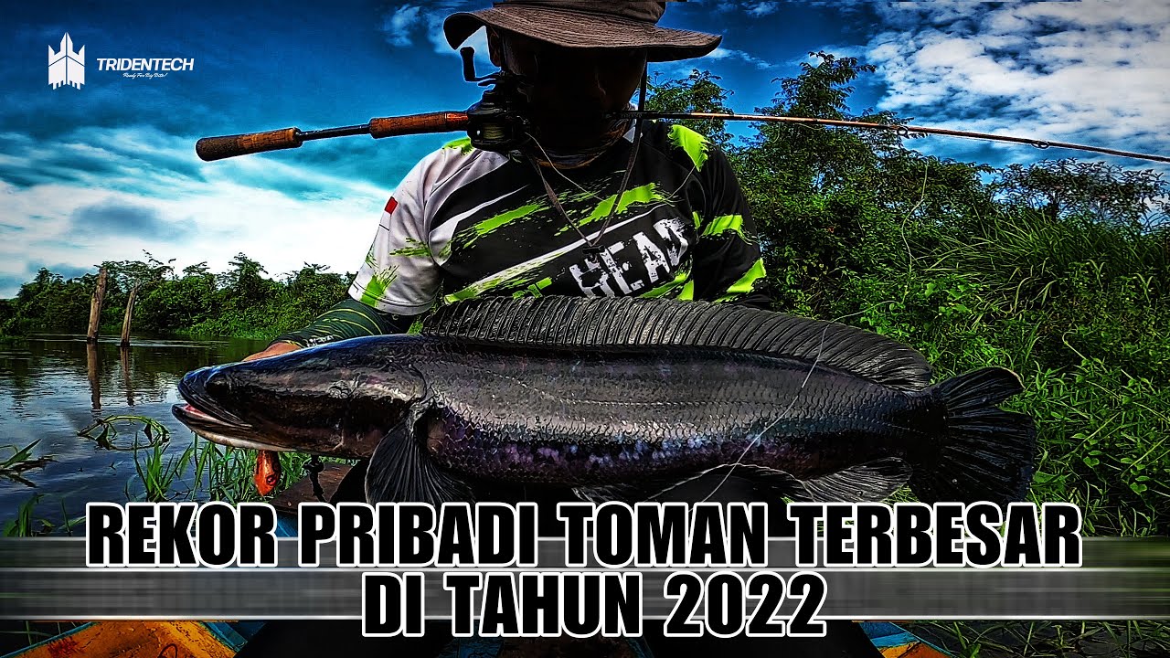 GANASNYA KEKUATAN BLACK TOMAN BANGKA // TRIDENTECH EXPLODER TERBUKTI TANGGUH - YouTube