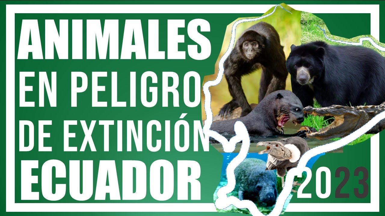 7 ANIMALES EN PELIGRO DE EXTINCIÓN EN ECUADOR - YouTube