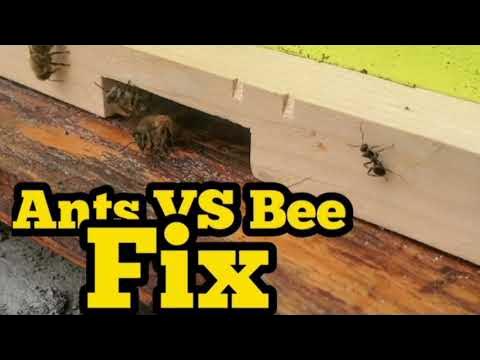 Ants Vs Bees Issue Fixed - YouTube