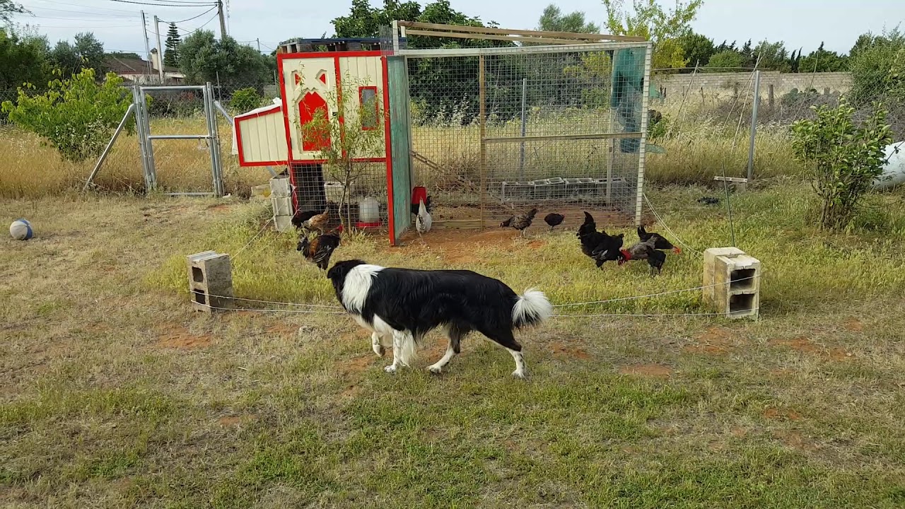 Border collie pastoreando gallinas - YouTube