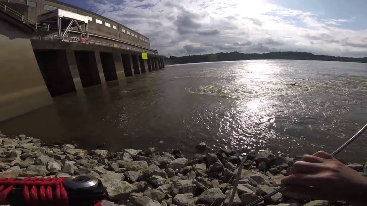 Shooting Some Dam Carp-- Barkley Dam Carp, That Is... - YouTube