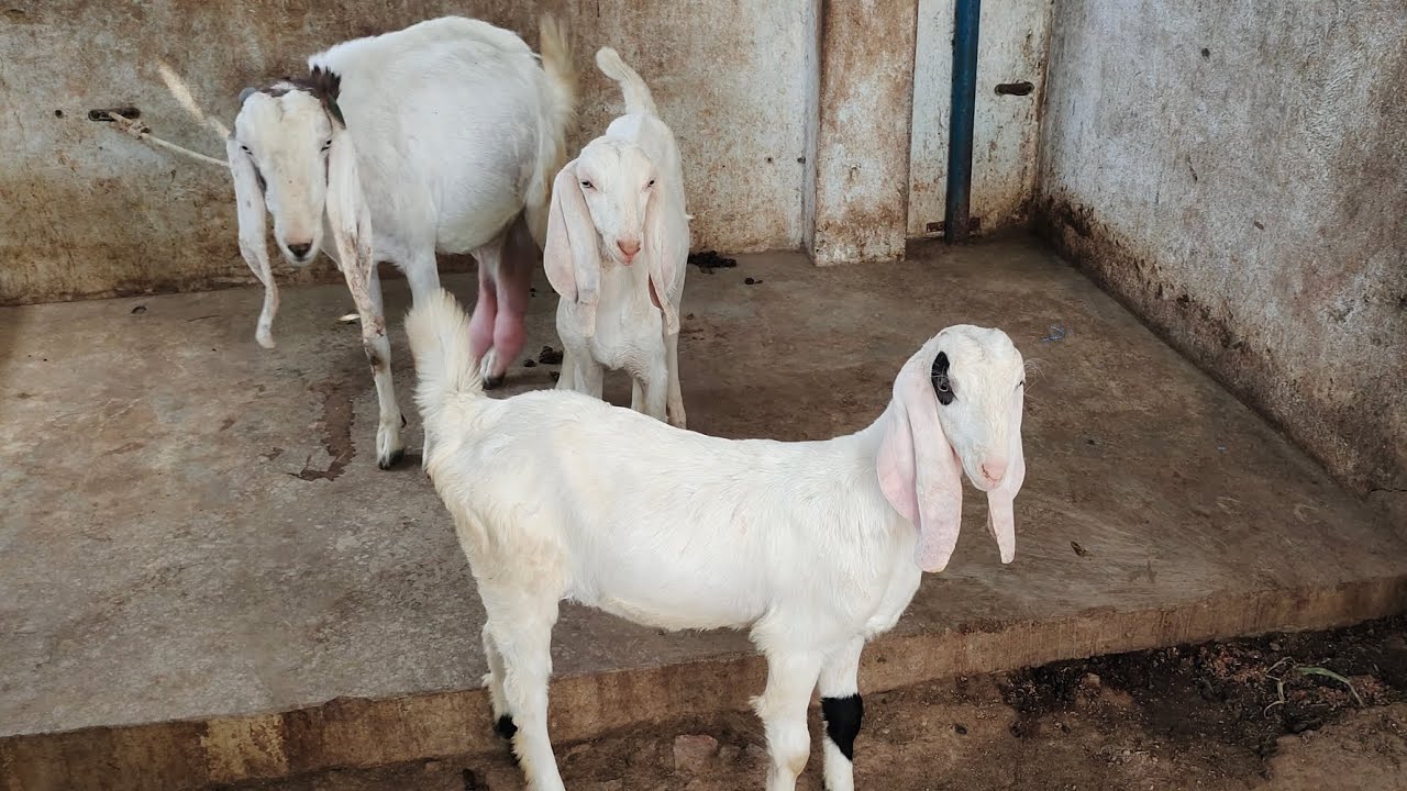 gulabi goats in Hyderabad at mubeen goat farm Golconda qila | barbara ...