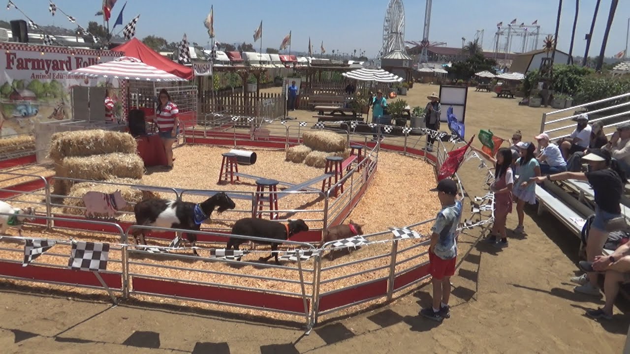 Great American Speedway Crazy Animal Races San Diego County Fair 6-28 ...
