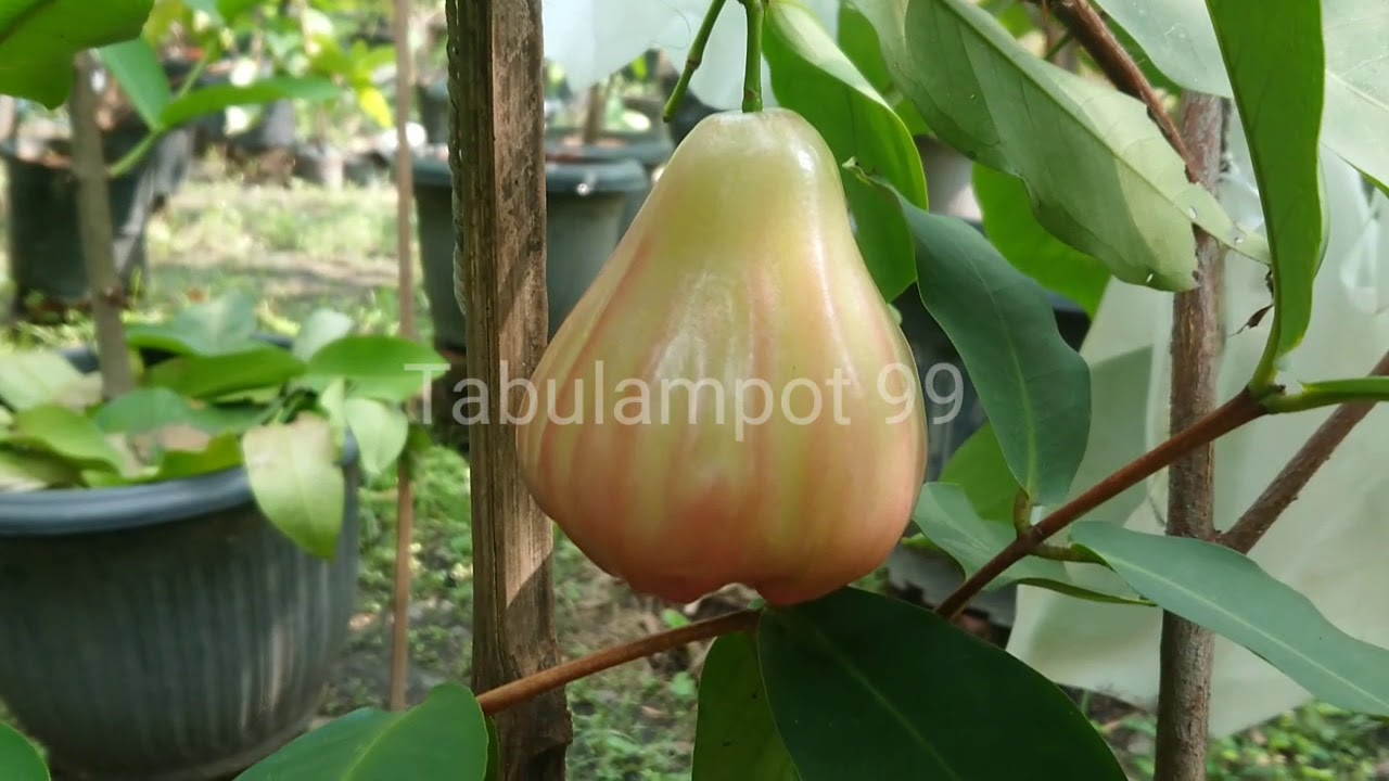 Jambu air giant rose - YouTube