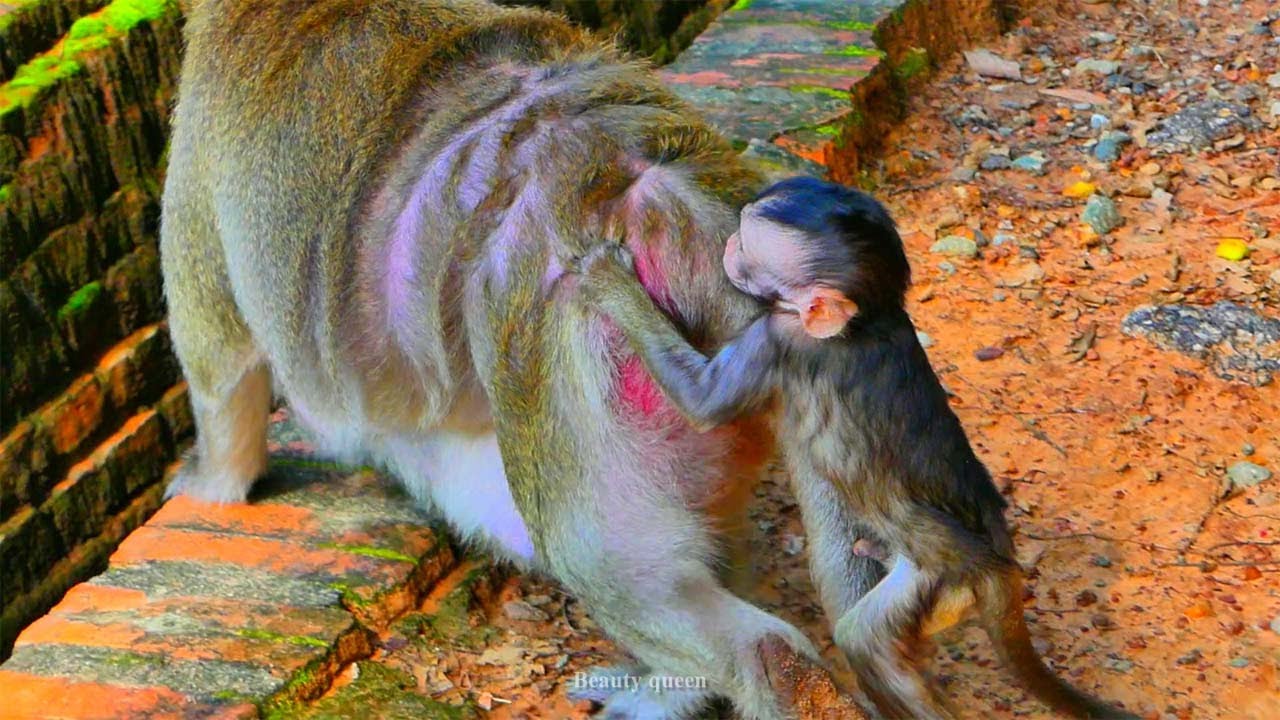 Mum, please go, do not leave me alone | Monkey is so sweet and sweet ...