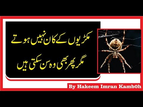 Spider Information In Urdu Makdi Ka Jala - YouTube