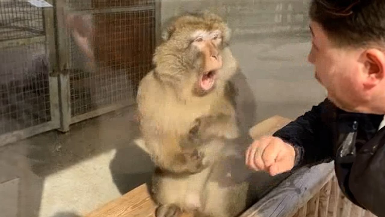 Monkeys Reacting to Magic For The First Time! Funniest Animals and Pets ...