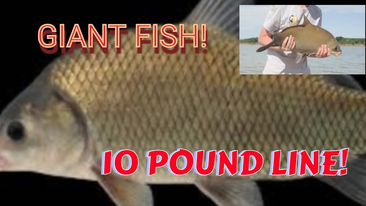 HUMONGOUS FISH CAUGHT ON HOMEADE BAIT AND 10 POUND LINE! - YouTube