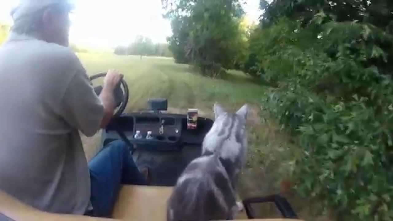 Cat riding on a golf cart hunting rabbits - YouTube