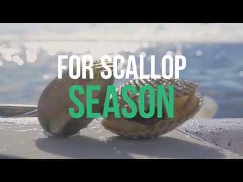 Scallop Diving on Florida's Adventure Coast - YouTube