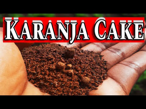 Powerful Organic Fertilizer the Secret of Karanja Cake