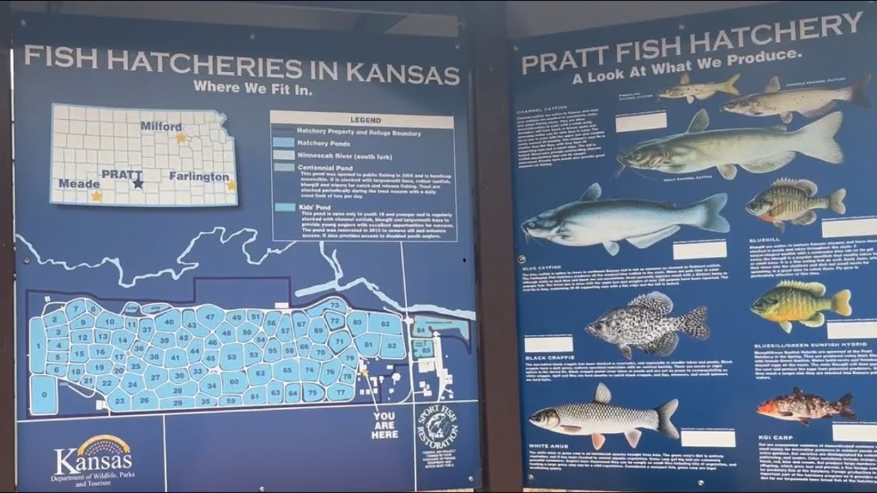 Fish Hatchery Pratt , Kansas - YouTube
