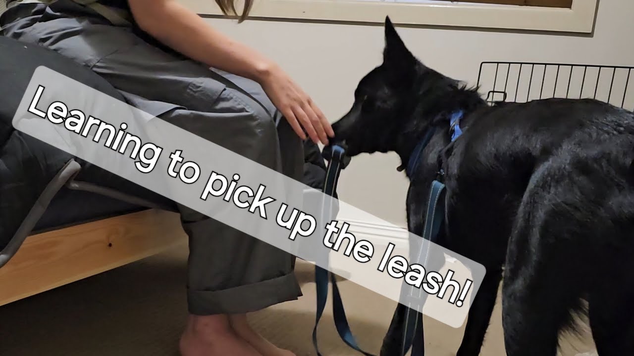 Raven Learns to Pick Up Her Leash! | Jessay and the Pets - YouTube