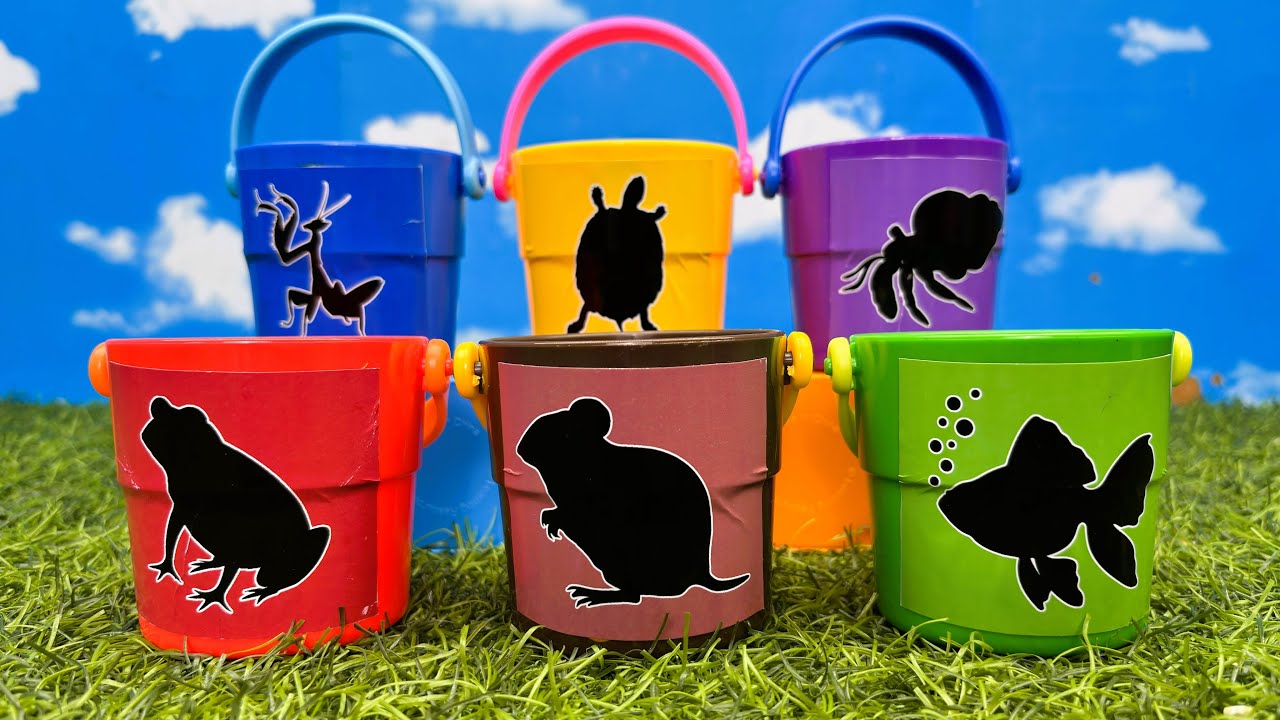 Pets: Turtle, Dormouse, Pacman Frog, Hermit Crab, Mantis, Goldfish ...