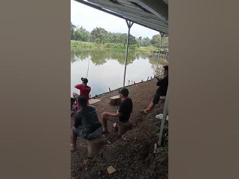 Kegiatan Yng Cocok Sambil Ngabuburit Mancing Ikan Mas#shorts #mancing #mancingmania # ...