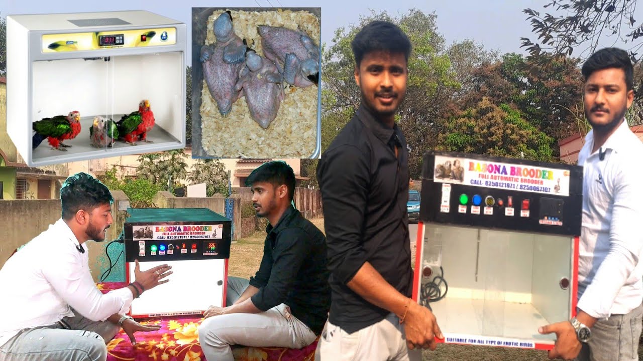 How To Make Home Made Brooder For Birds /Bird's cheek Brooder Cheapest ...