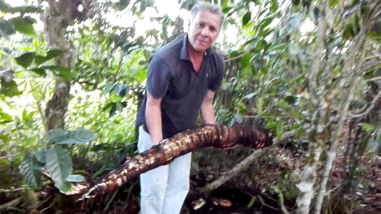La yuca más grande del mundo - YouTube