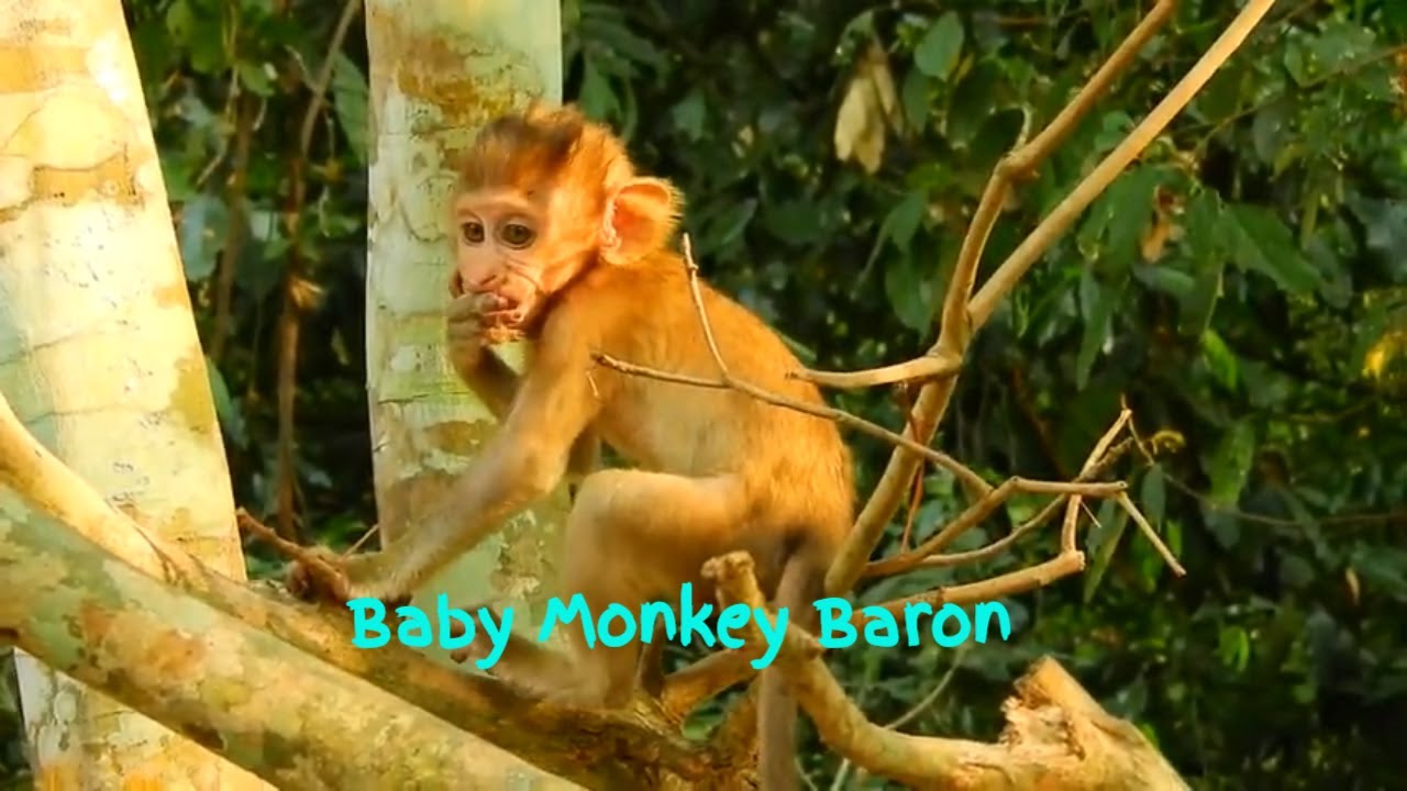 Baby Baron Happy Playing With His Friends, Luki Love Baby Baron So Much ...