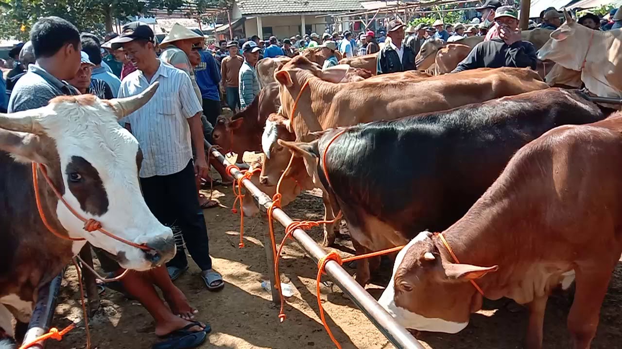 Pasar Sapi Pracimantoro Wonogiri Sapi Betina Doro Harga Superan Dan ...
