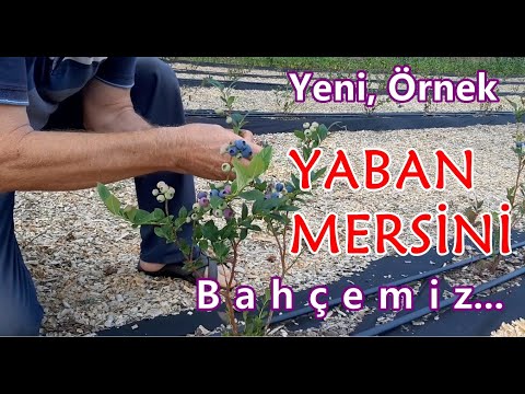 Yeni Örnek #yabanmersini #blueberry bahçemiz; bahçe kurulumu, fidan, meyve sayısı, talaş uygulaması
