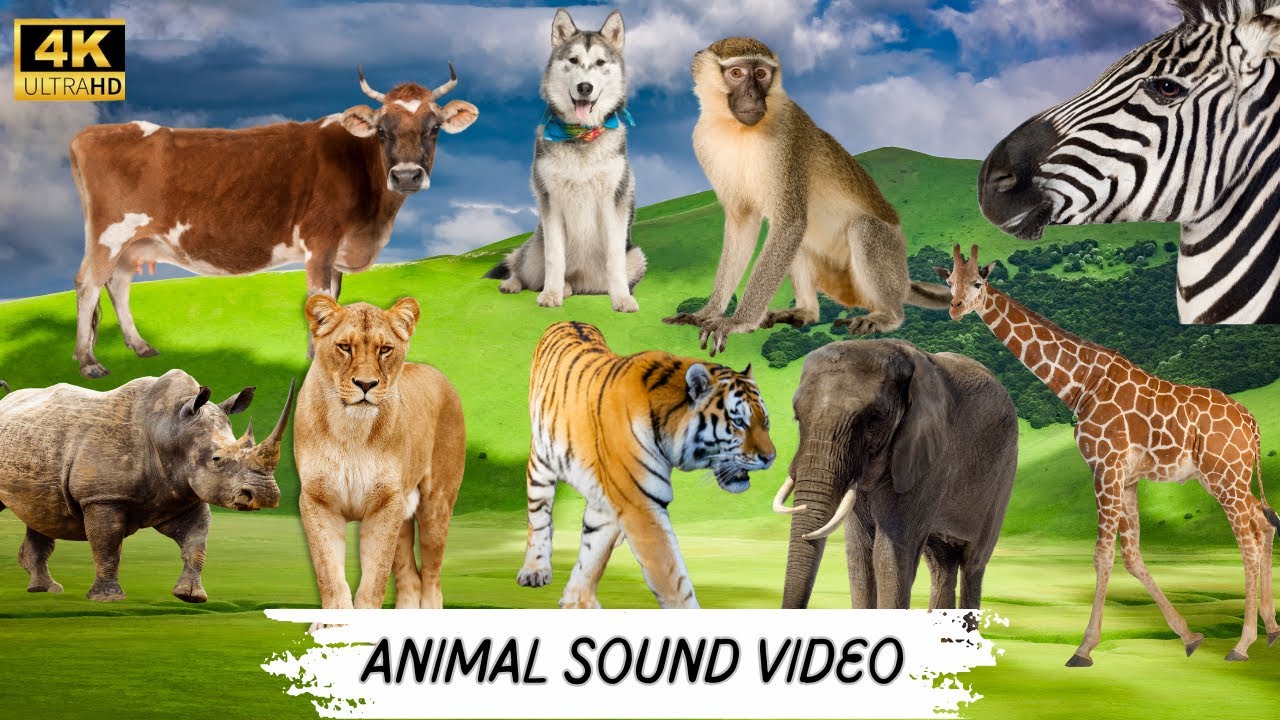 Animal Sound Videos Live Stream | cow sound , dog, elephant, tiger ...