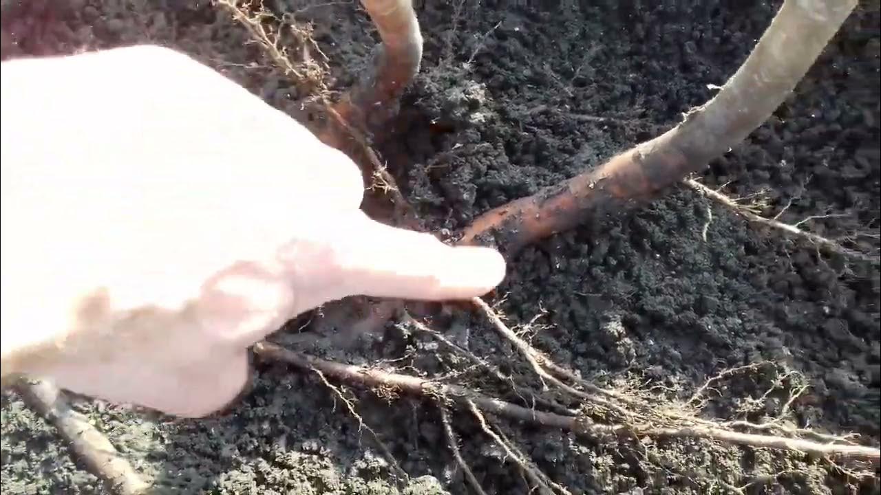 Фундук Шедевр.Ценный практикум.Саженцы с саженцев.Результат двухлетнего ...