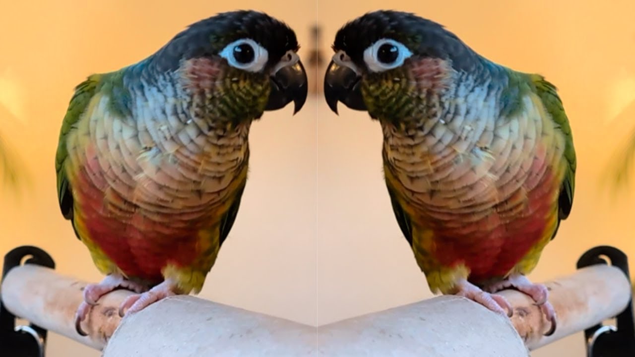 Funny PARROT Videos TRY NOT TO LAUGH 🐦😆 Green Cheek Conure Funny # ...