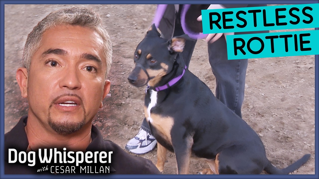 Hypersensitive Rottweiler Mix Needs Cesar's Help! | Dog Whisperer With ...