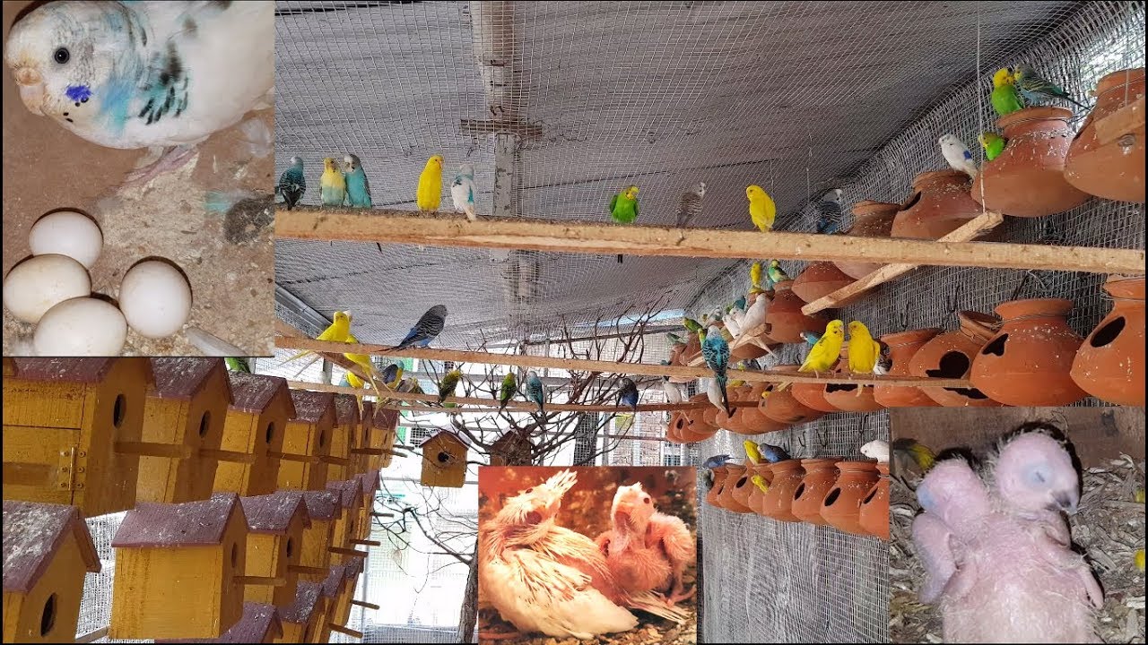 Cockatiel Budgies Parrot Sunconure Bird Farm Breeding Progress / Bird ...