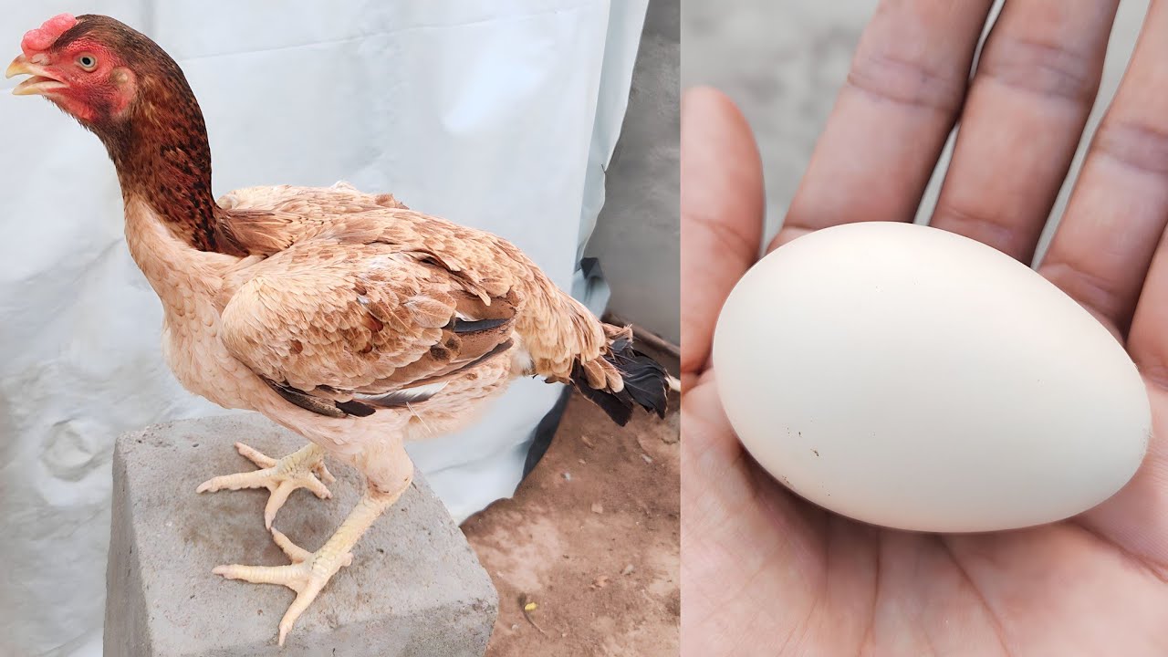 Aseel Murgi Anda De || Asil Chicken Eggs || Murga || Hens - YouTube