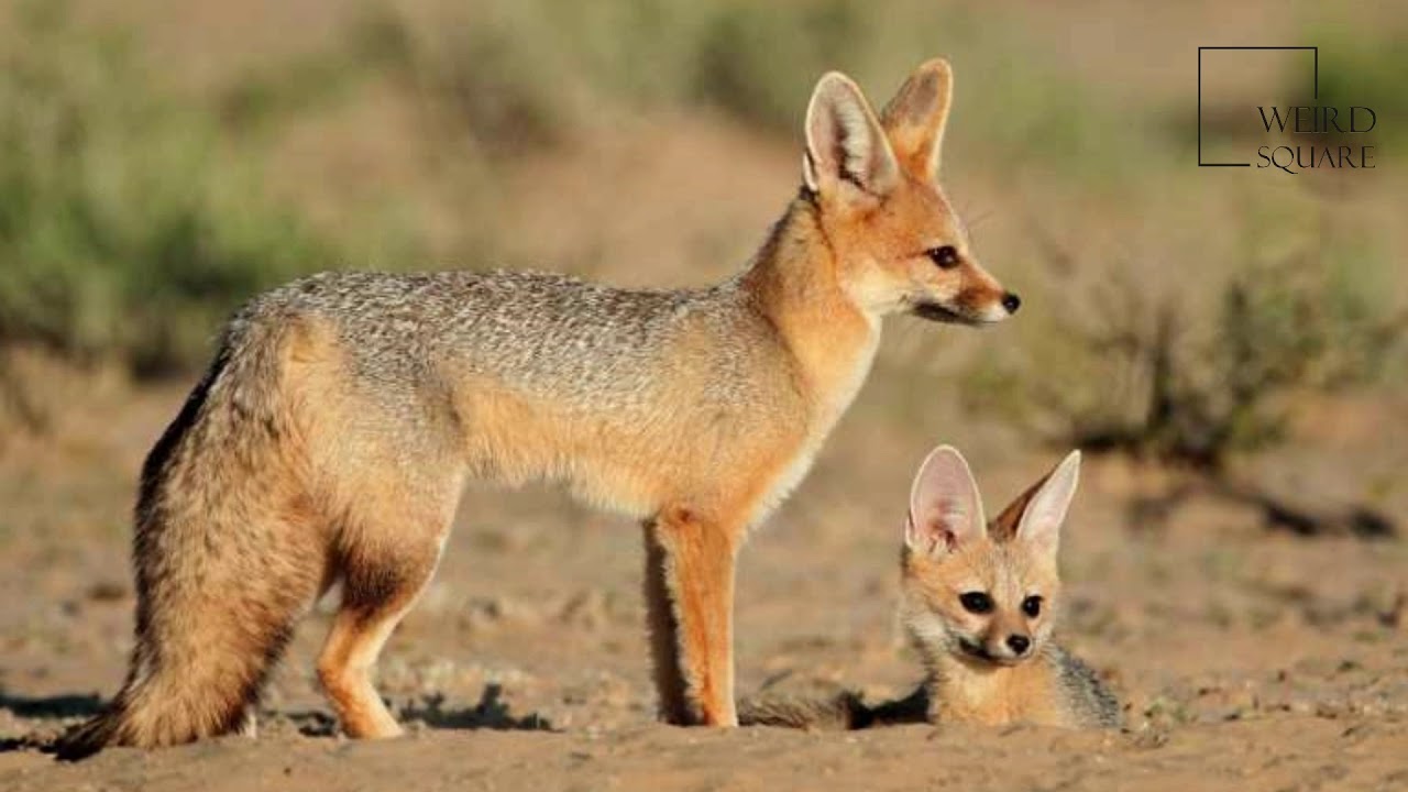 Cape Fox