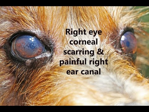 A 11-year-old Yorkshire Terrier had liver disorder - blood test - YouTube