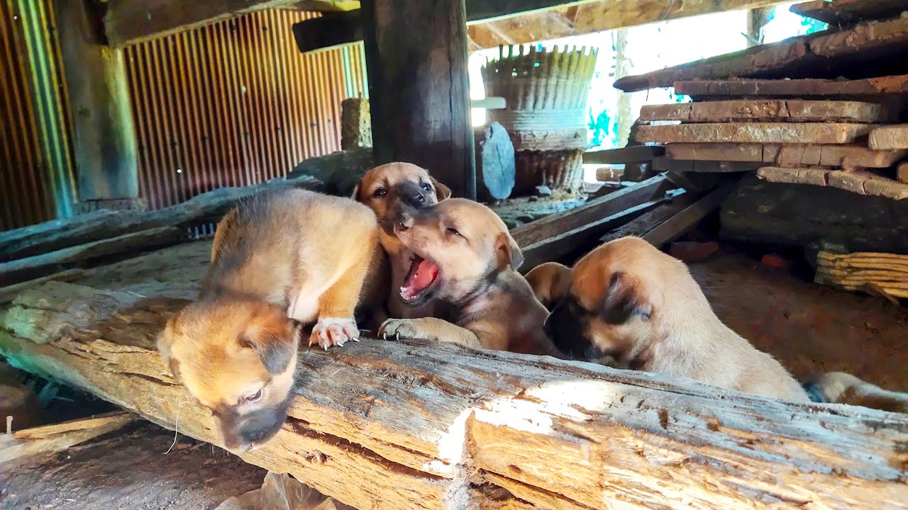 Poor Puppies Living under Barn in Winter Season - YouTube
