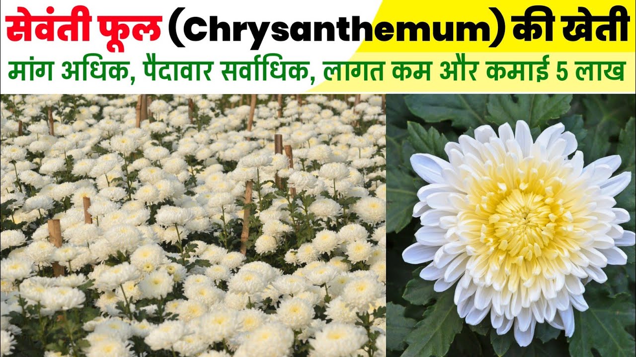 सेवंती की खेती | Shevanti ki kheti | Chrysanthemum flower farming ...