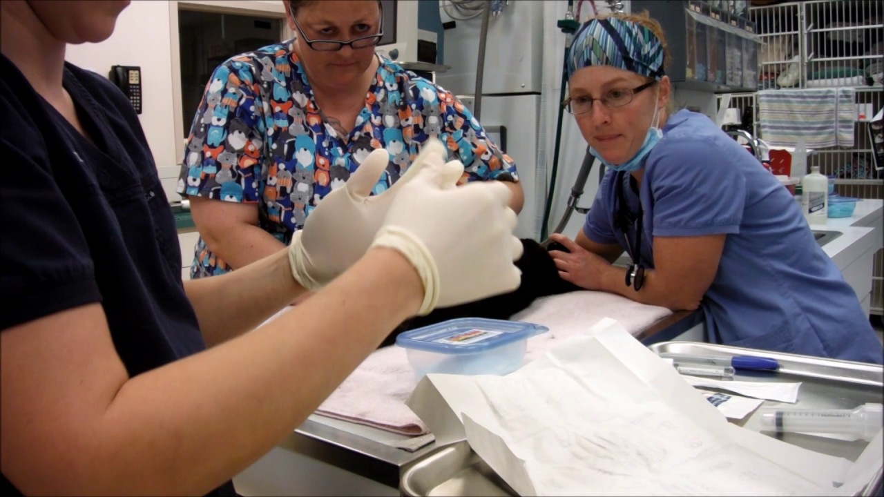 Task 26 Urinary Catheter Male Cat Simulation - YouTube