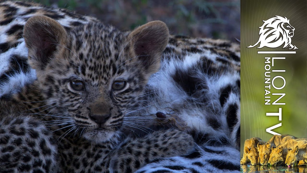Adorable New Baby Leopard Cub Playing With Mom! 🐈 #babyanimals - YouTube