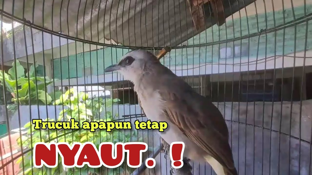 JOSS!! SUARA trucukan gacor ropel panjang semua jenis trucuk pasti ...