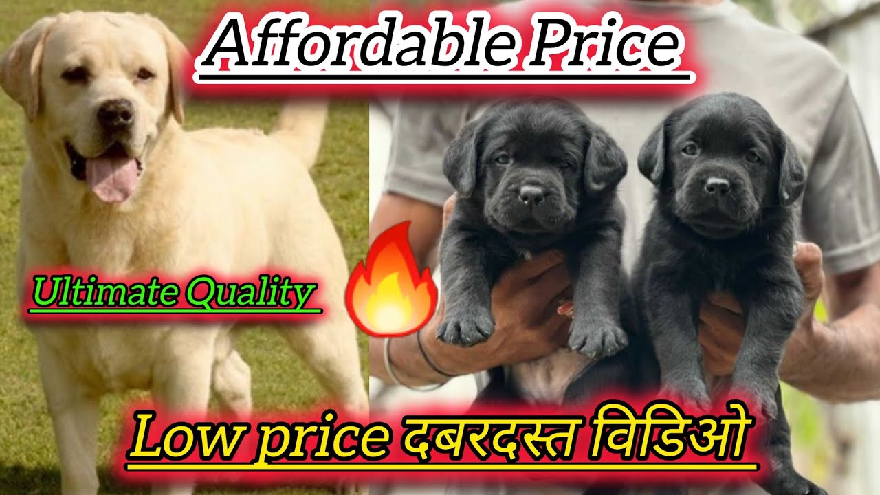 Black Labrador,Golden Colour Labrador Puppies For Sale Top Quality मेरे ...