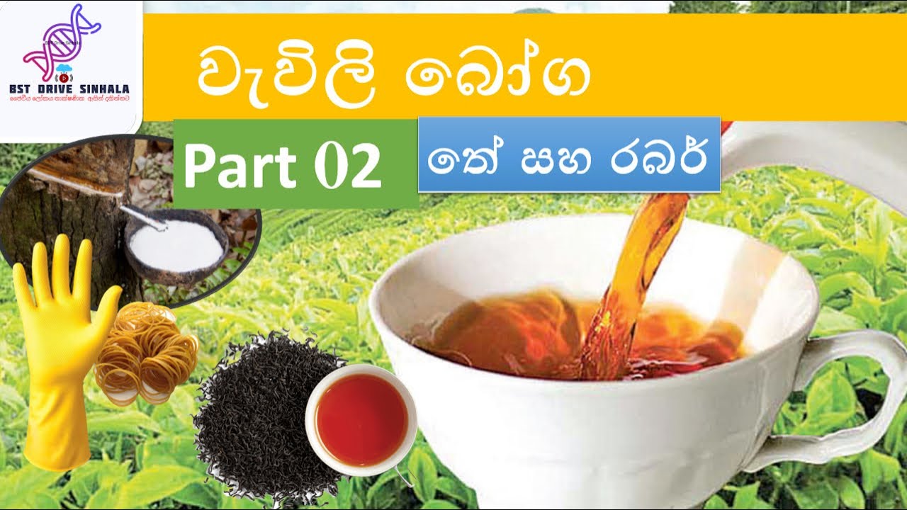වැවිලි බෝග | part 02 | Bio system technology | bst lessons sinhala ...
