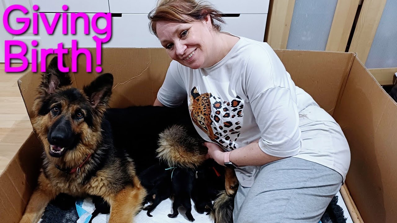 German Shepherd Giving Birth - GSD Puppies Born - YouTube