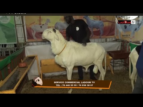 FOIRE CEB 2023 BERG KHALIFA ABABACAR SY 77 426 65 62 - YouTube