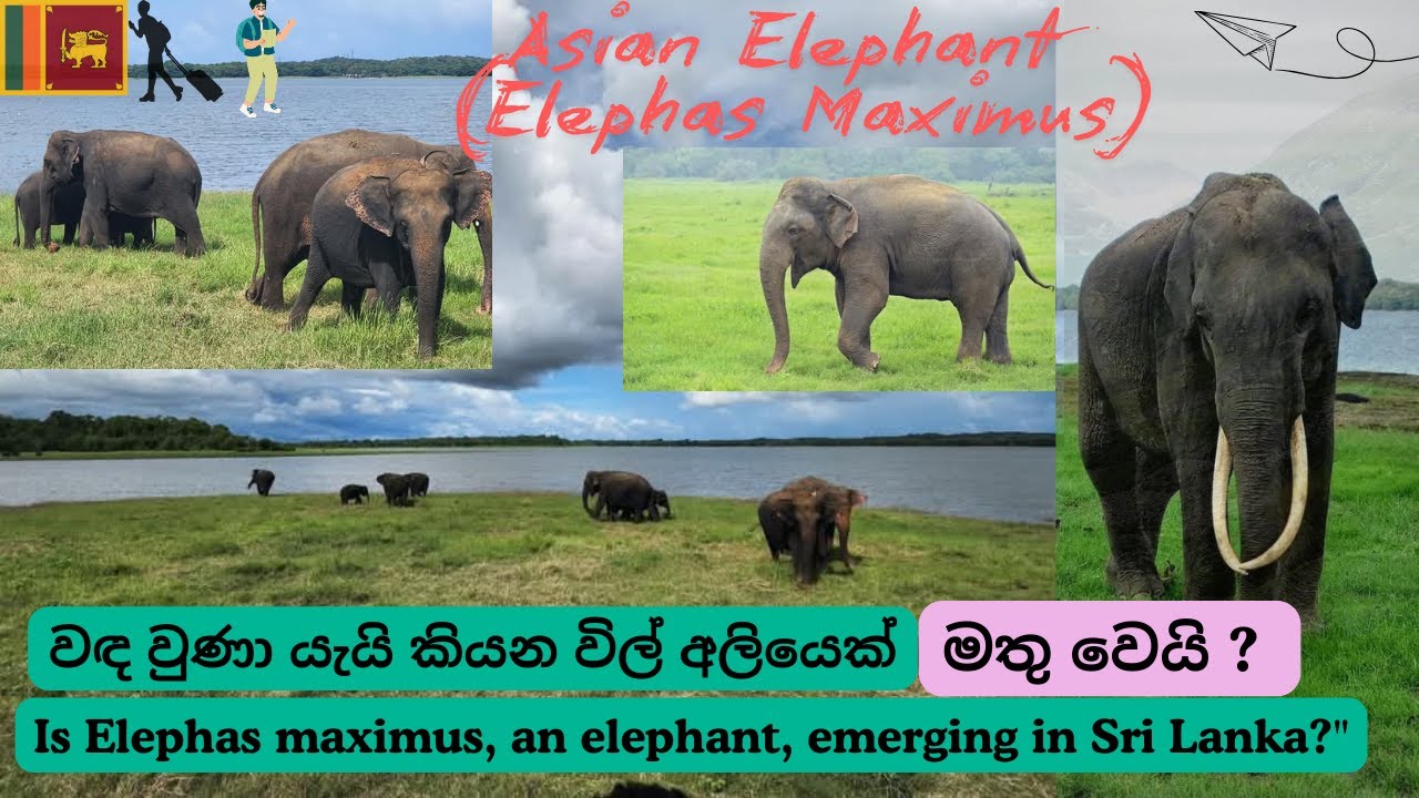 වඳ වුණා යැයි කියන විල් අලියෙක් මතු වෙයි ? Elephas Maximus Borneensis ...