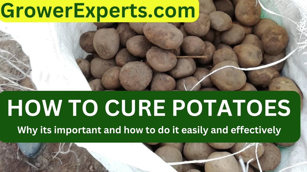 HOW TO CURE POTATOES AFTER HARVEST: why it's important and how to do it ...